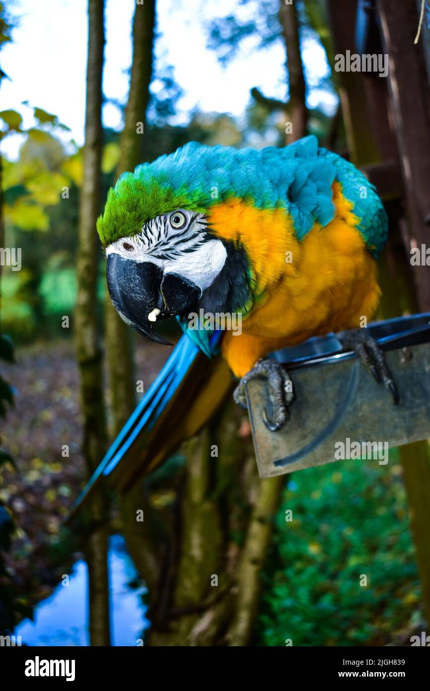 Birdland leicester hi-res stock photography and images - Alamy