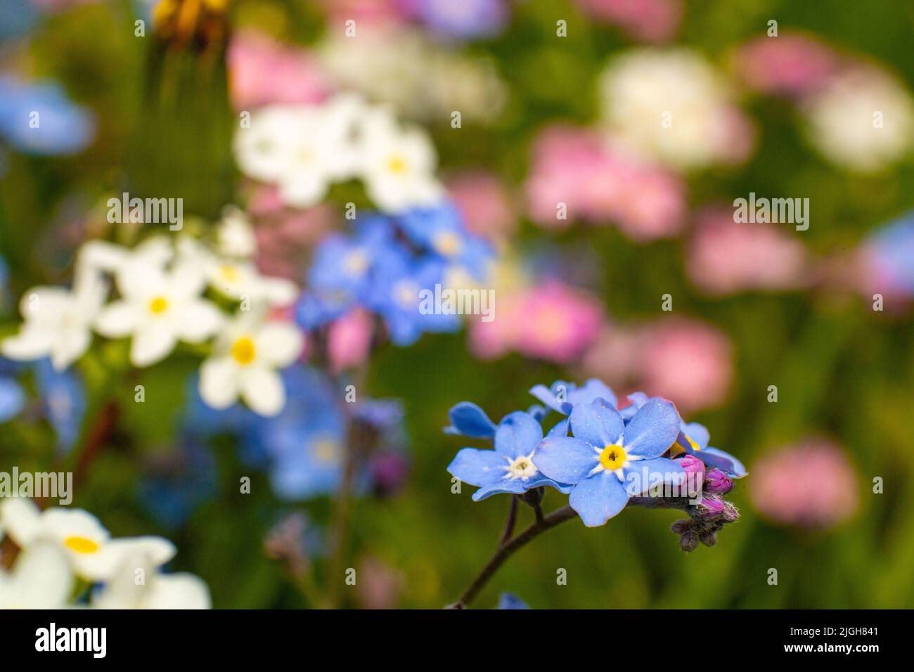 Scropion grasses hi-res stock photography and images - Alamy
