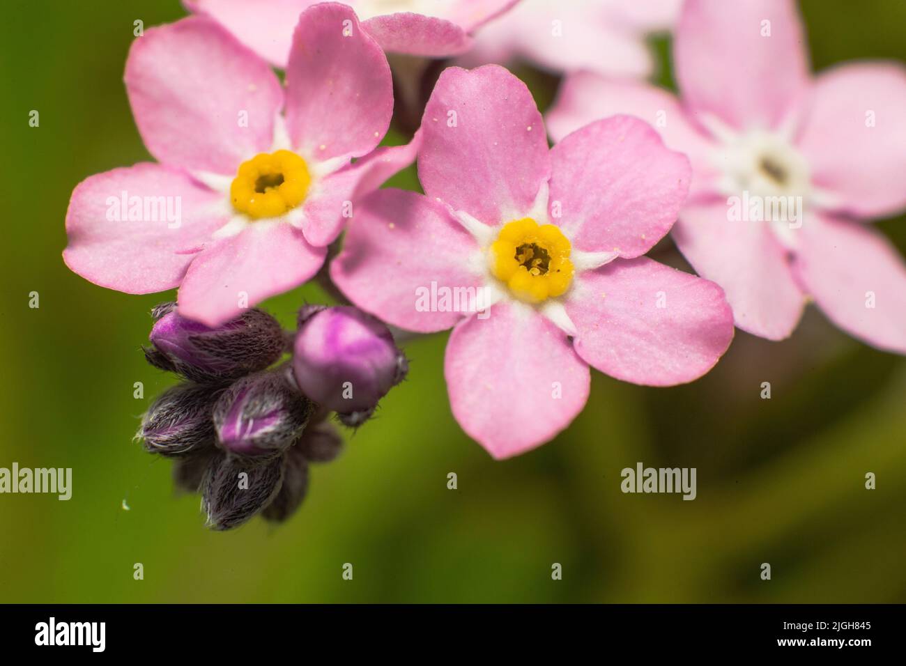 Scropion grasses hi-res stock photography and images - Alamy