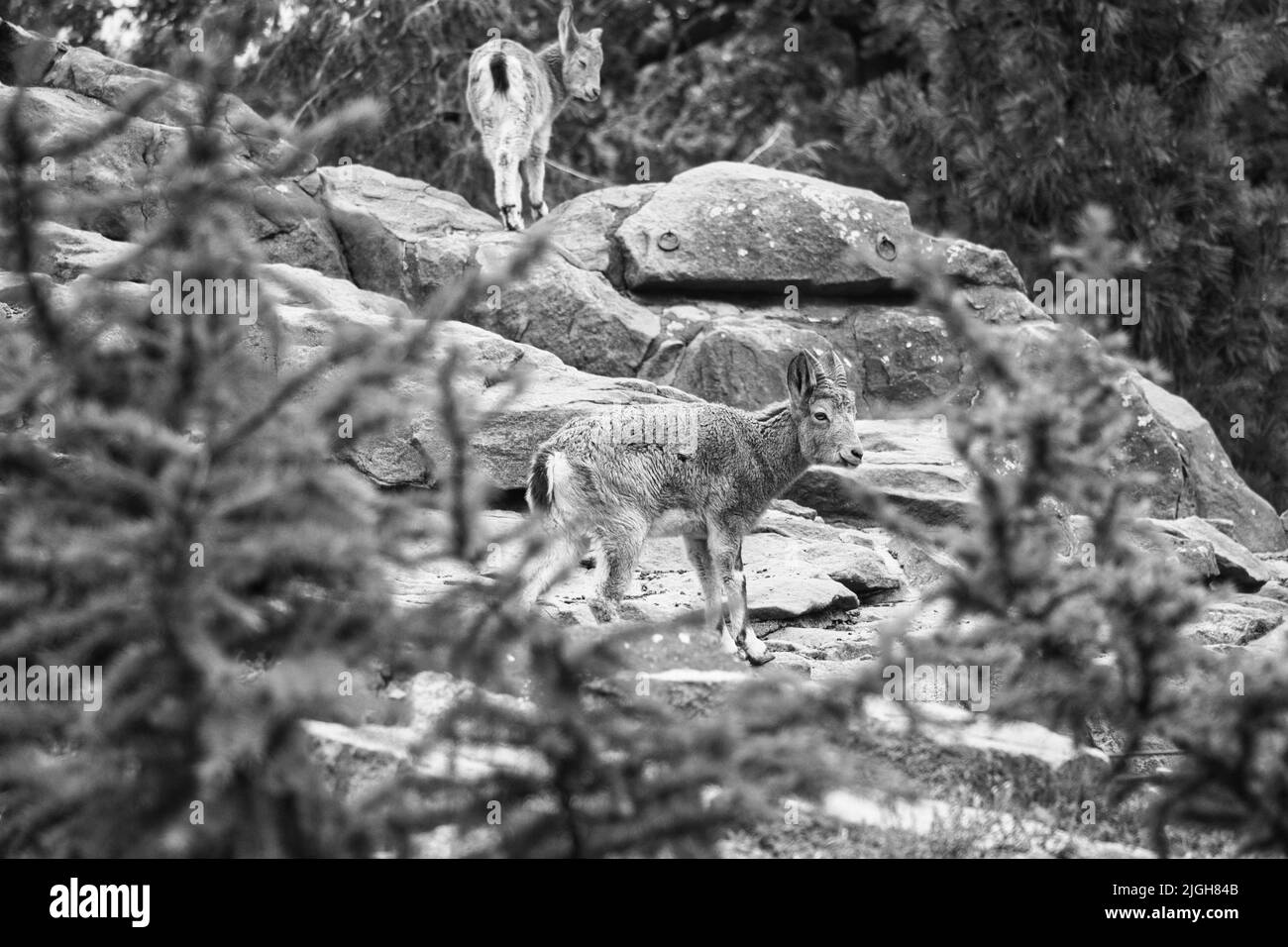 Ibex family in black and white on rocks in nature. Big horn in mammal ...