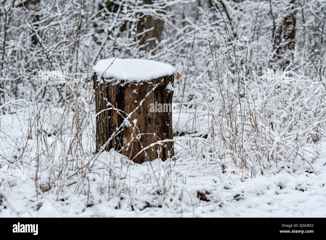Tree stump covered with snow hi-res stock photography and images - Alamy