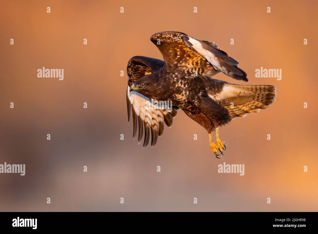Light common buzzard hi-res stock photography and images - Alamy