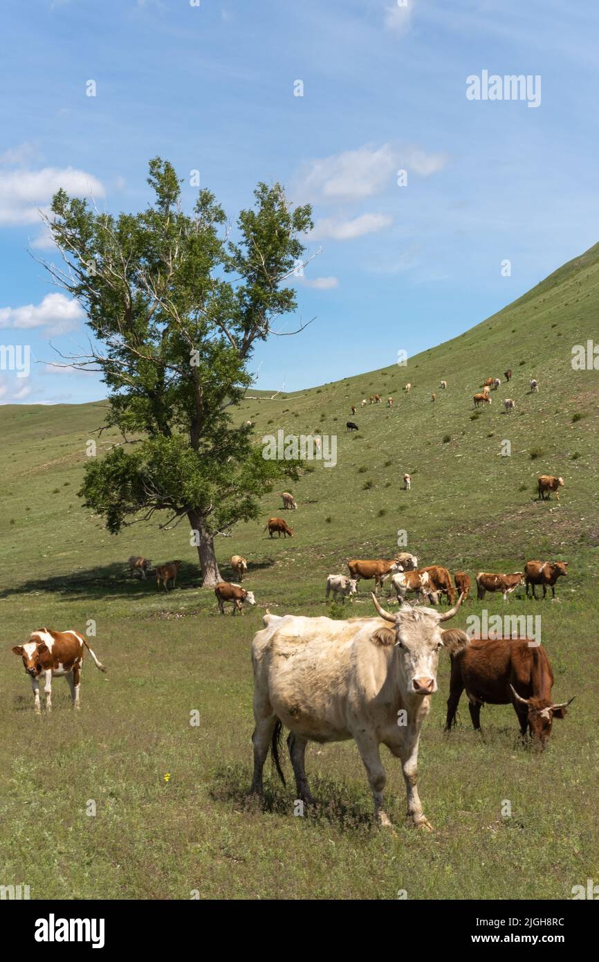 Cow cows dairy cattle green pastures hi-res stock photography and ...