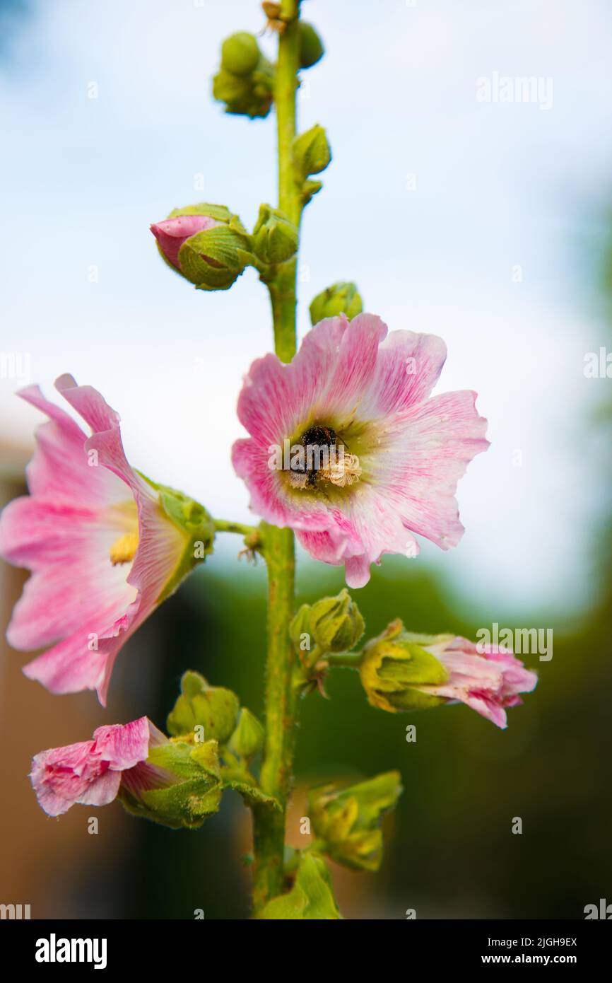 Pink Alcea rosea flower with a bee a inside against a blue sky. Inside ...