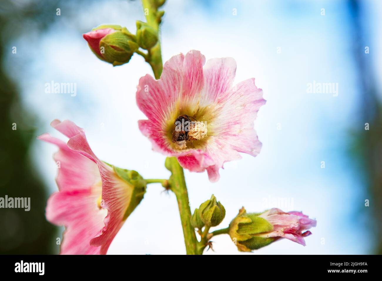 Pink Alcea rosea flower with a bee a inside against a blue sky. Inside ...