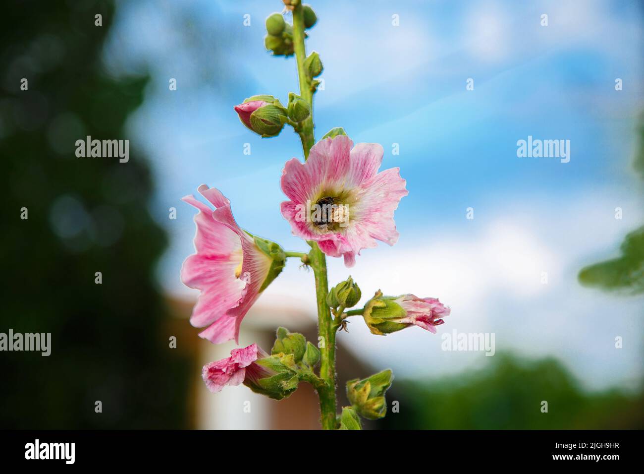 Pink Alcea rosea flower with a bee a inside against a blue sky. Inside ...