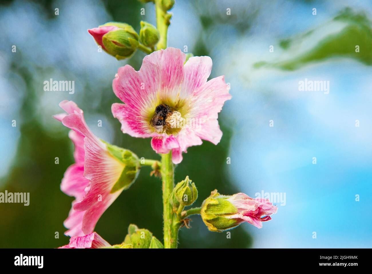 Pink Alcea rosea flower with a bee a inside against a blue sky. Inside ...