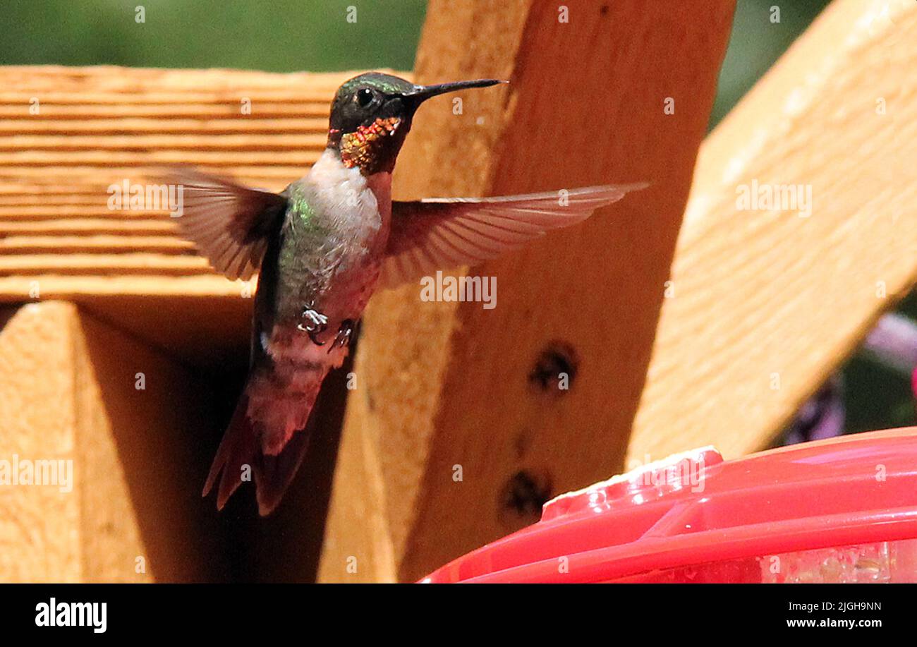 A closeup of a Ruby-throated hummingbird flying near a bird feeder ...