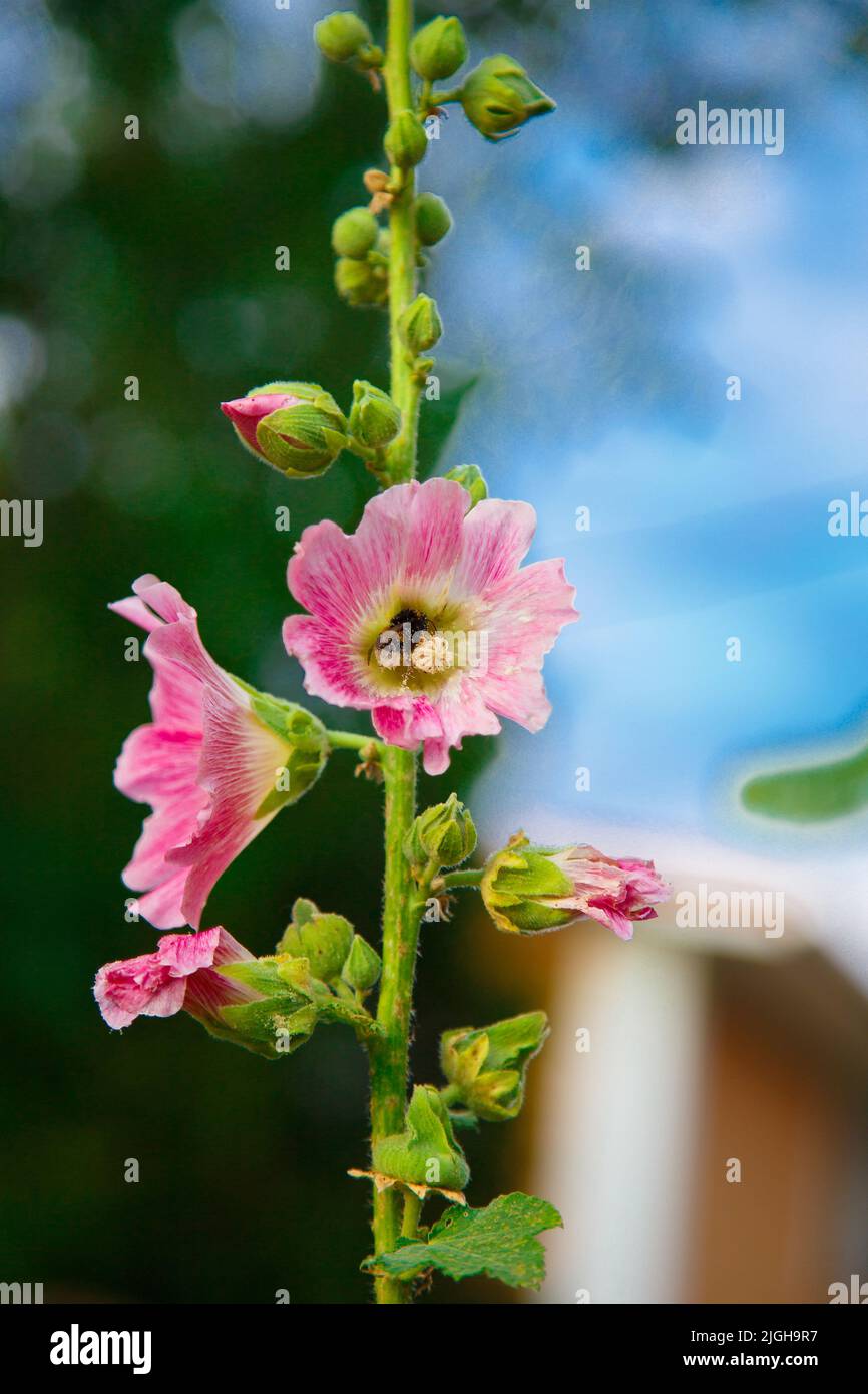 Pink Alcea rosea flower with a bee a inside against a blue sky. Inside ...