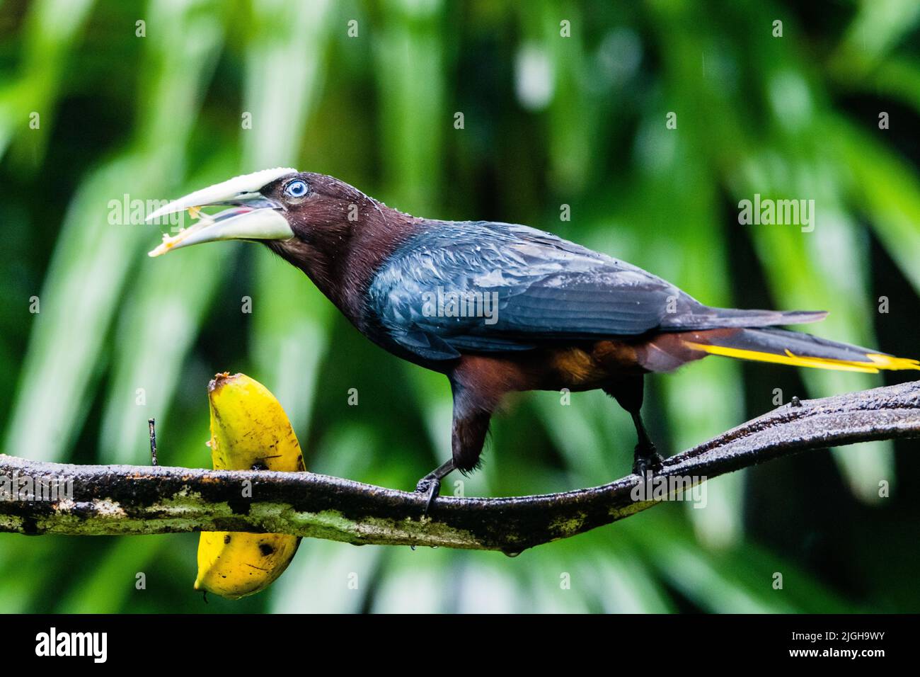 Chestnut headed oropendola hi-res stock photography and images - Alamy