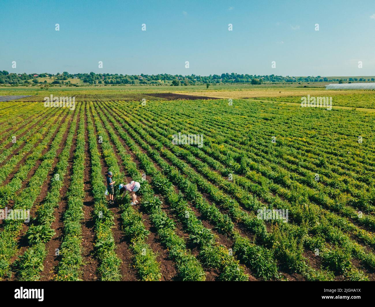 overhead view mother with son at strawberry farm gathering vitamins ...