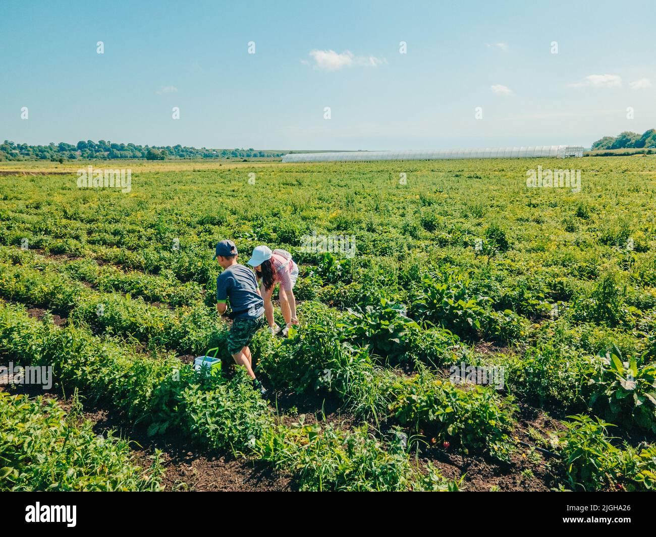 overhead view mother with son at strawberry farm gathering vitamins ...