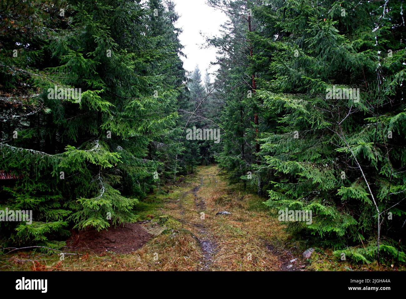 Fir trees in a forest Stock Photo - Alamy