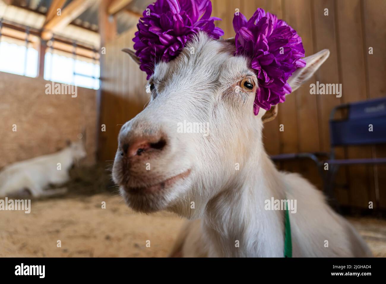 a young goat on a farm with a bow on her head for beauty Stock Photo ...