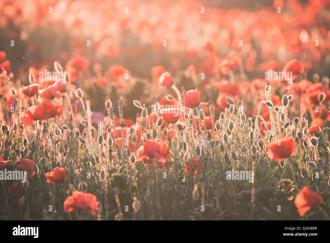 Vivid poppy field in magic sunset - Armistice or Remembrance day ...