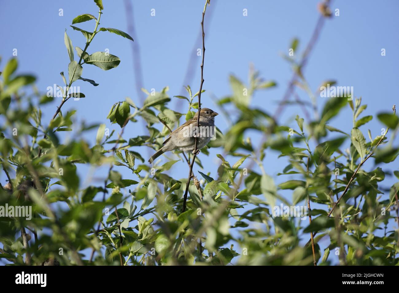 Old world sparrow hi-res stock photography and images - Alamy