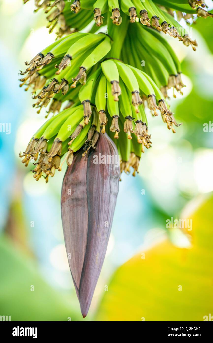 Green bananas growing on trees. Green tropical banana fruits close-up on banana plantation ...