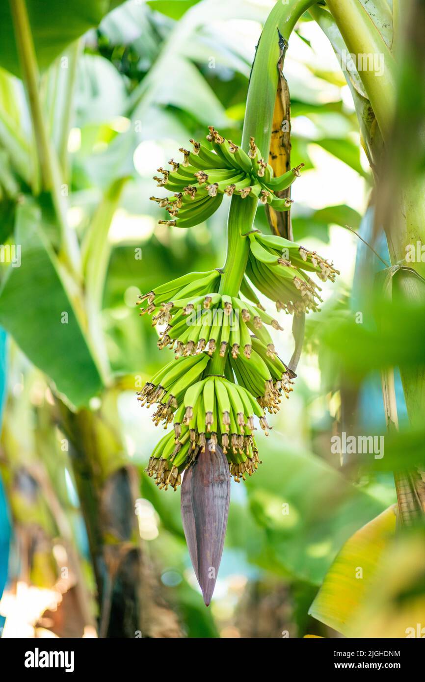 Green bananas growing on trees. Green tropical banana fruits close-up on banana plantation ...