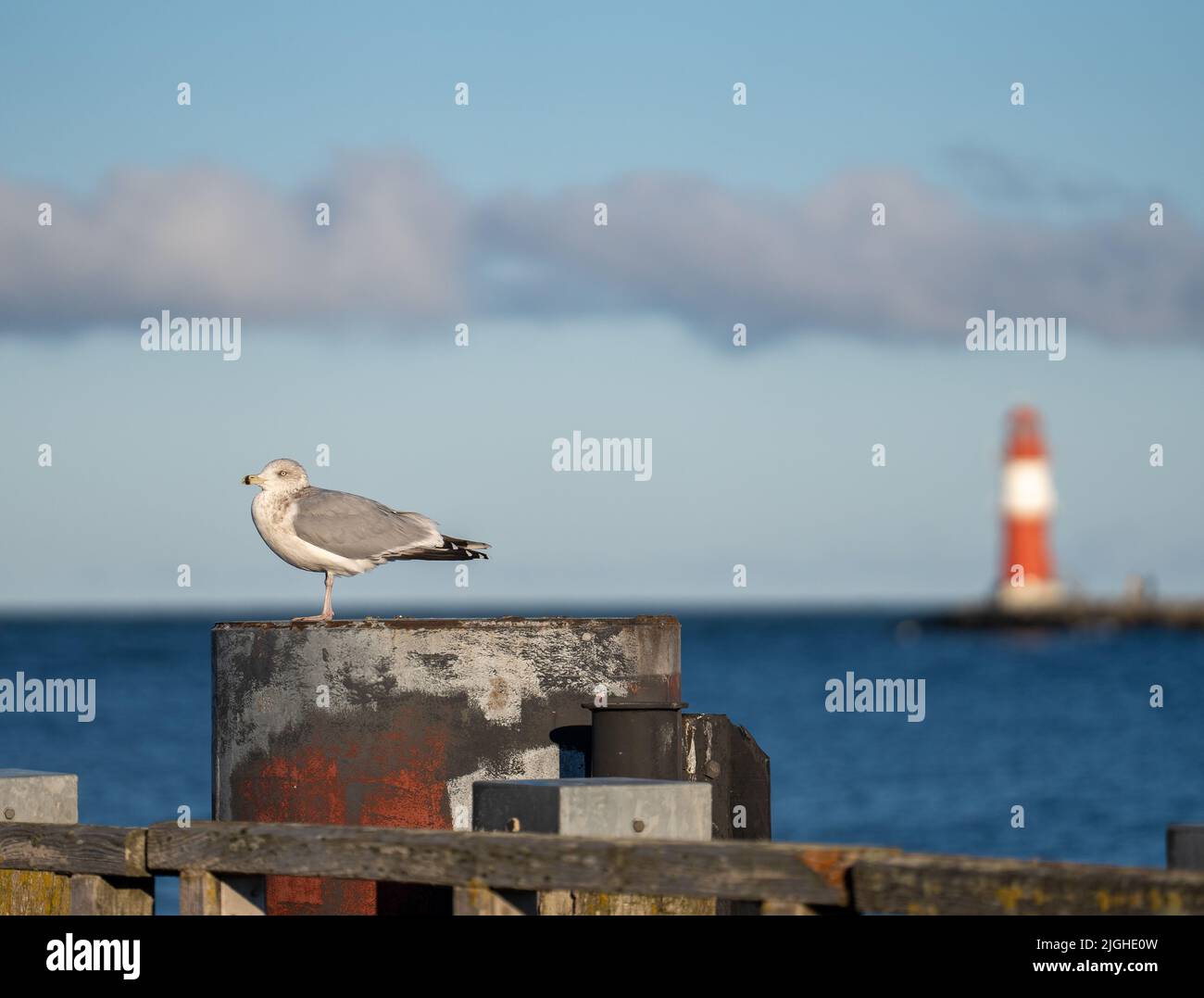 a Seagull infront of a red Lighthouse Stock Photo - Alamy
