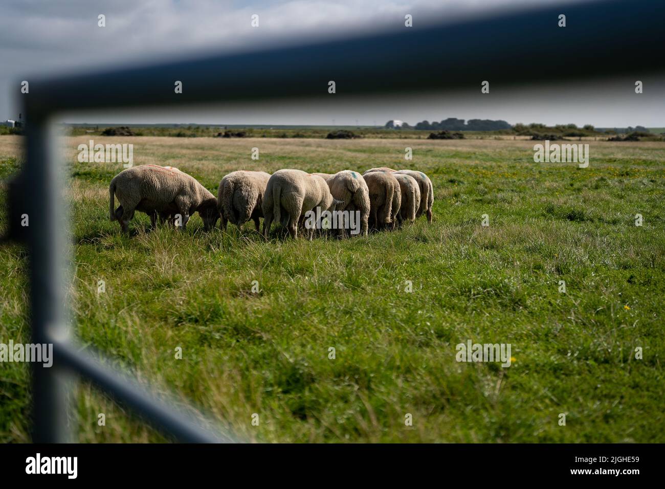 Few sheep eating grass hi-res stock photography and images - Alamy