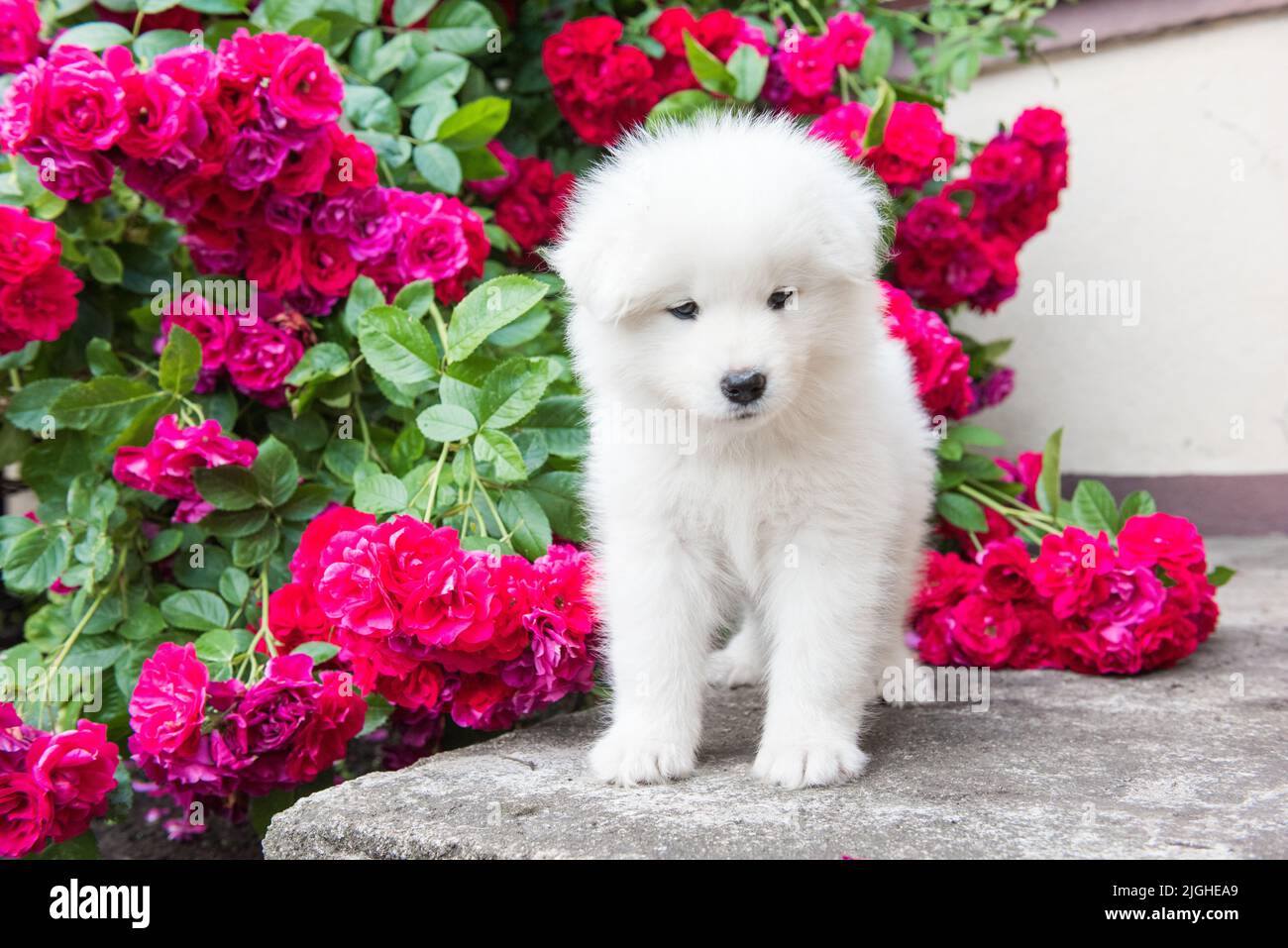 White furry Samoyed puppy sitting with red roses Stock Photo - Alamy