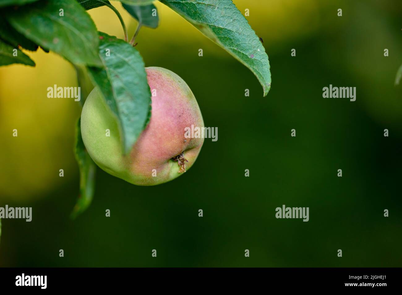 An apple per day keeps the doctor away. Apple-picking has never looked ...