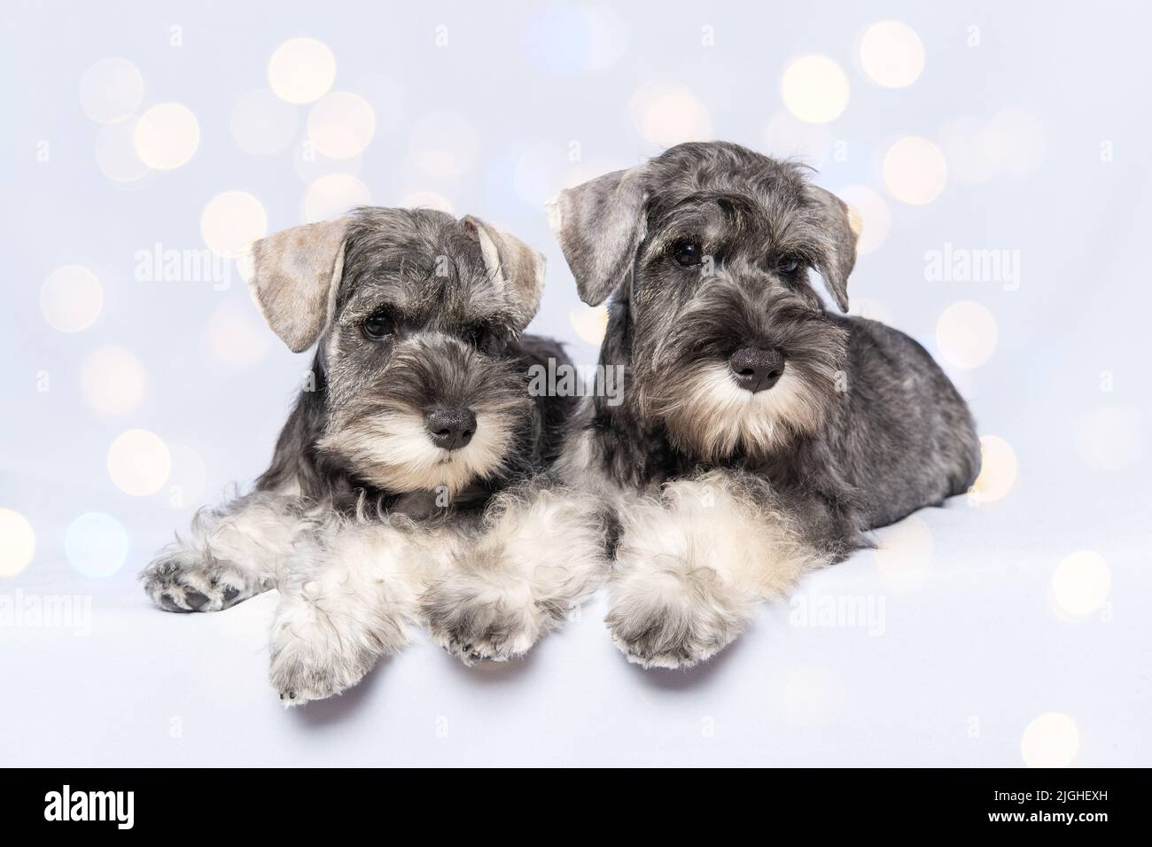 Two white and gray color miniature schnauzer dogs lie on a light ...