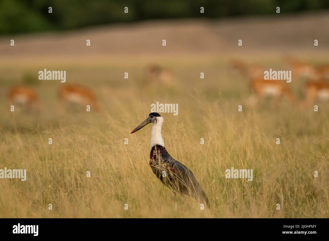 woolly necked stork or whitenecked stork bird closup or portrait in ...