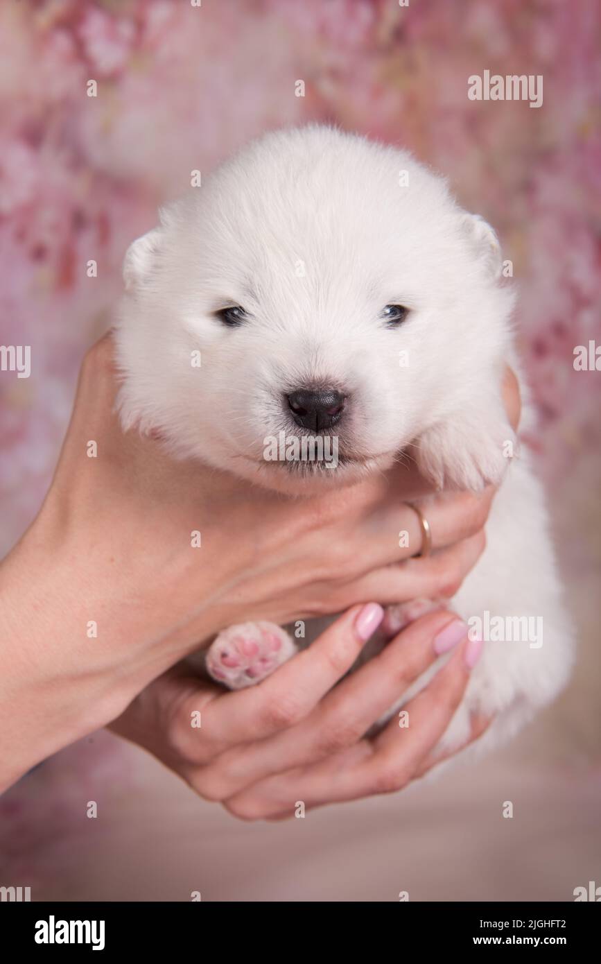 White fluffy small Samoyed puppy dog on hands Stock Photo - Alamy