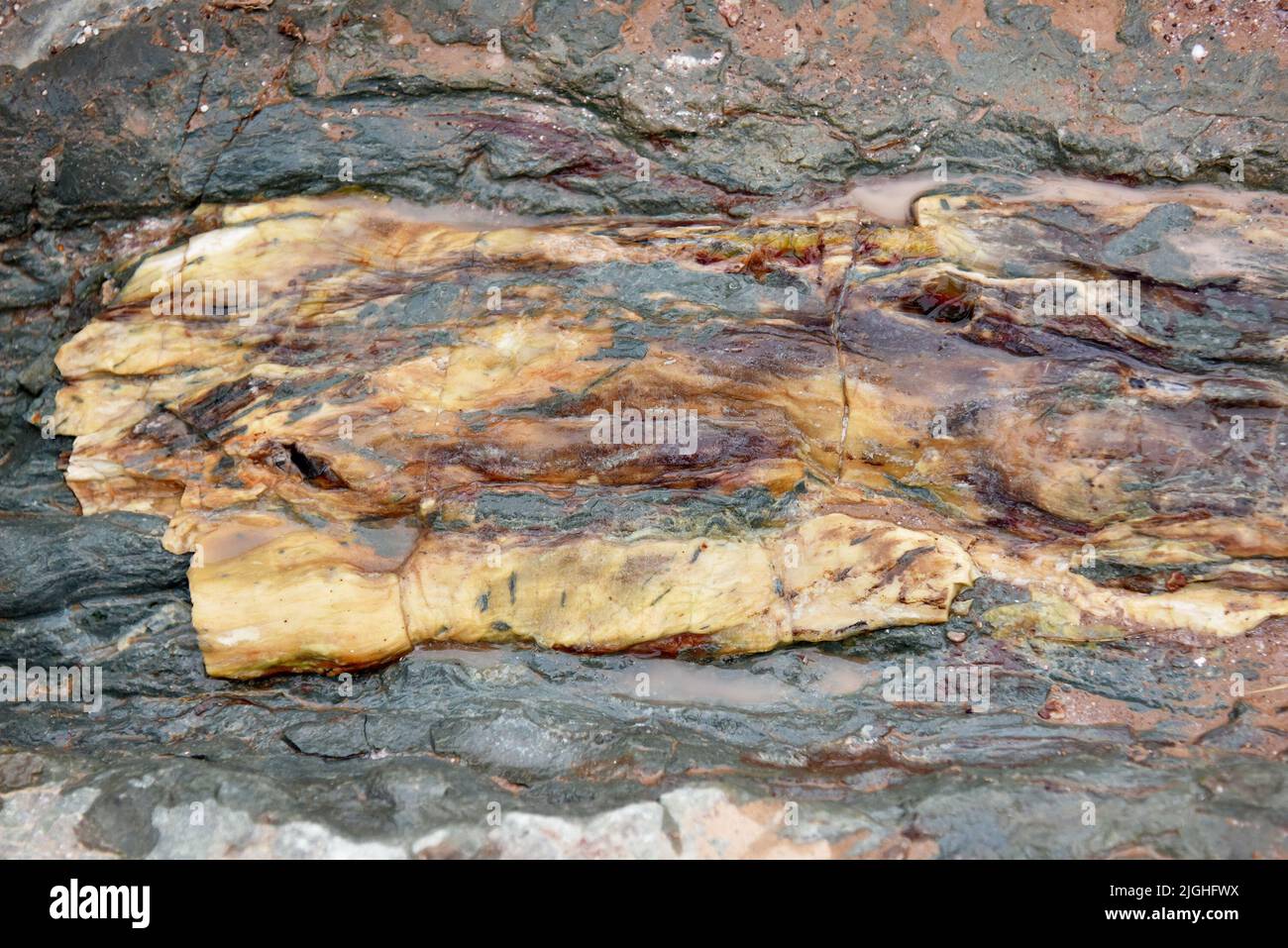 Tree fossils hi-res stock photography and images - Alamy