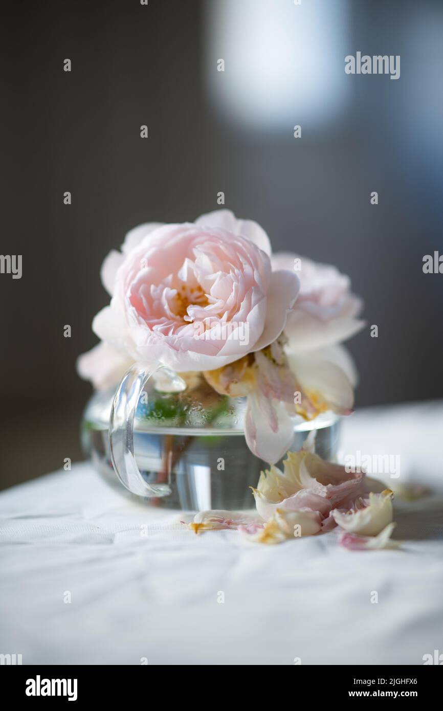 Old English pink rose arranged in a glass teapot Stock Photo - Alamy