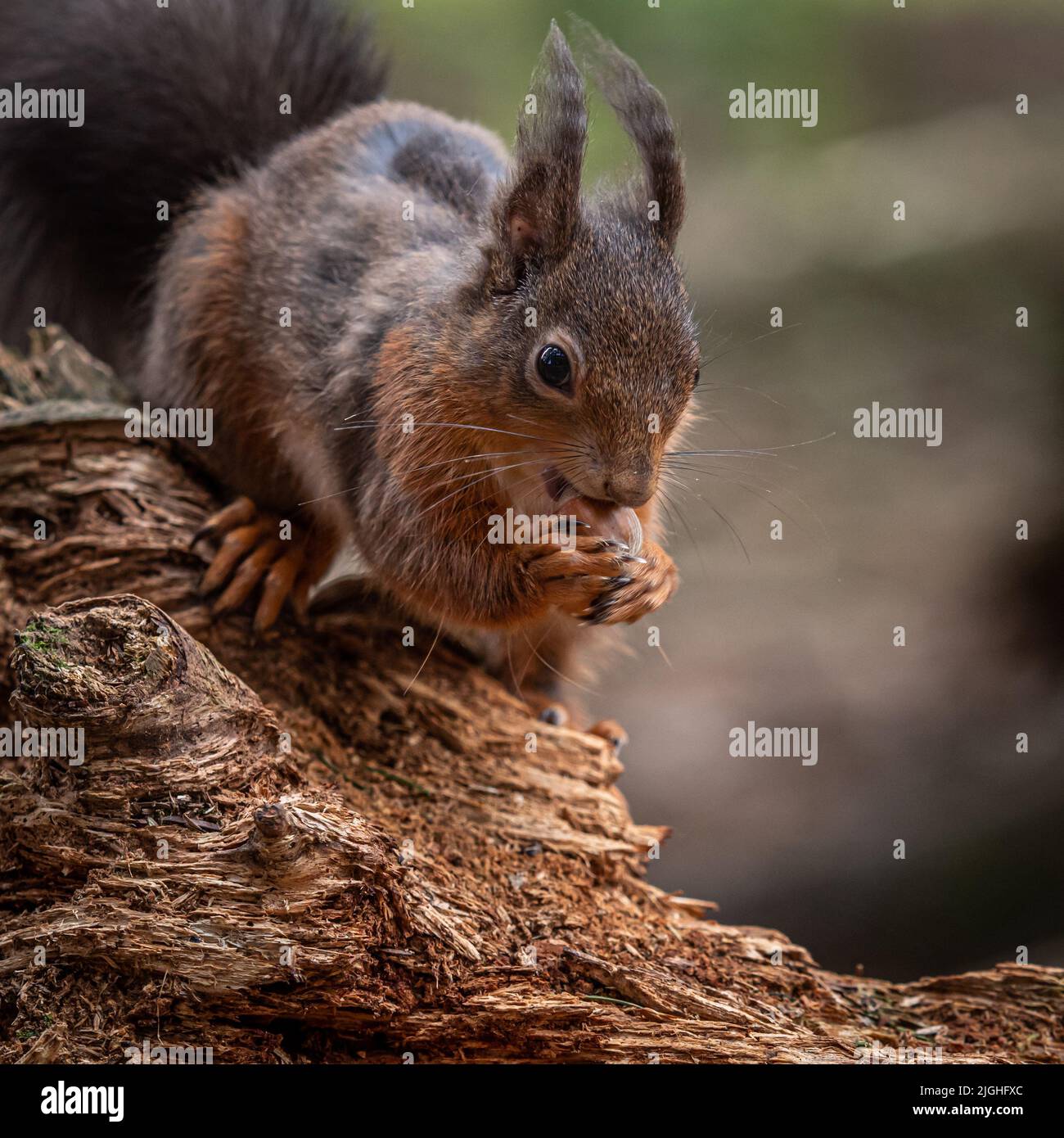 A Red Squirrel sitting on tree branch with a nut in the Queen Elizabeth ...