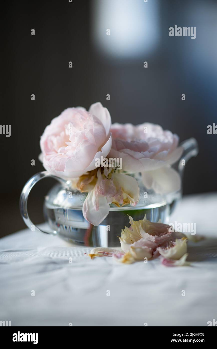 Old English pink rose arranged in a glass teapot Stock Photo - Alamy