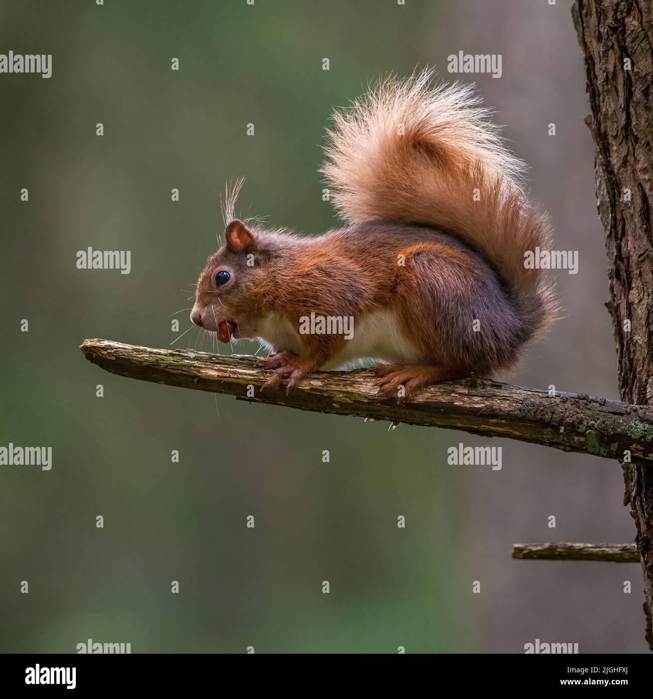 A backlight Red Squirrel sitting on tree branch in the Queen Elizabeth ...