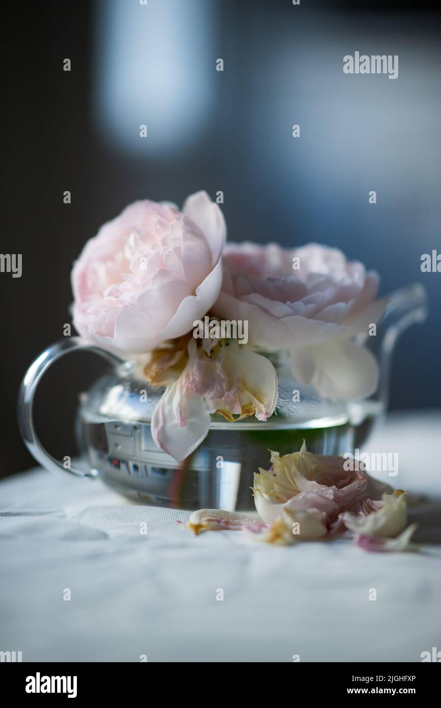 Old English pink rose arranged in a glass teapot Stock Photo - Alamy