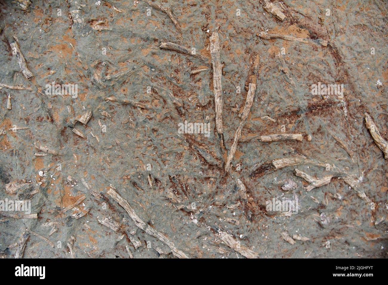 Fossil site china hi-res stock photography and images - Alamy