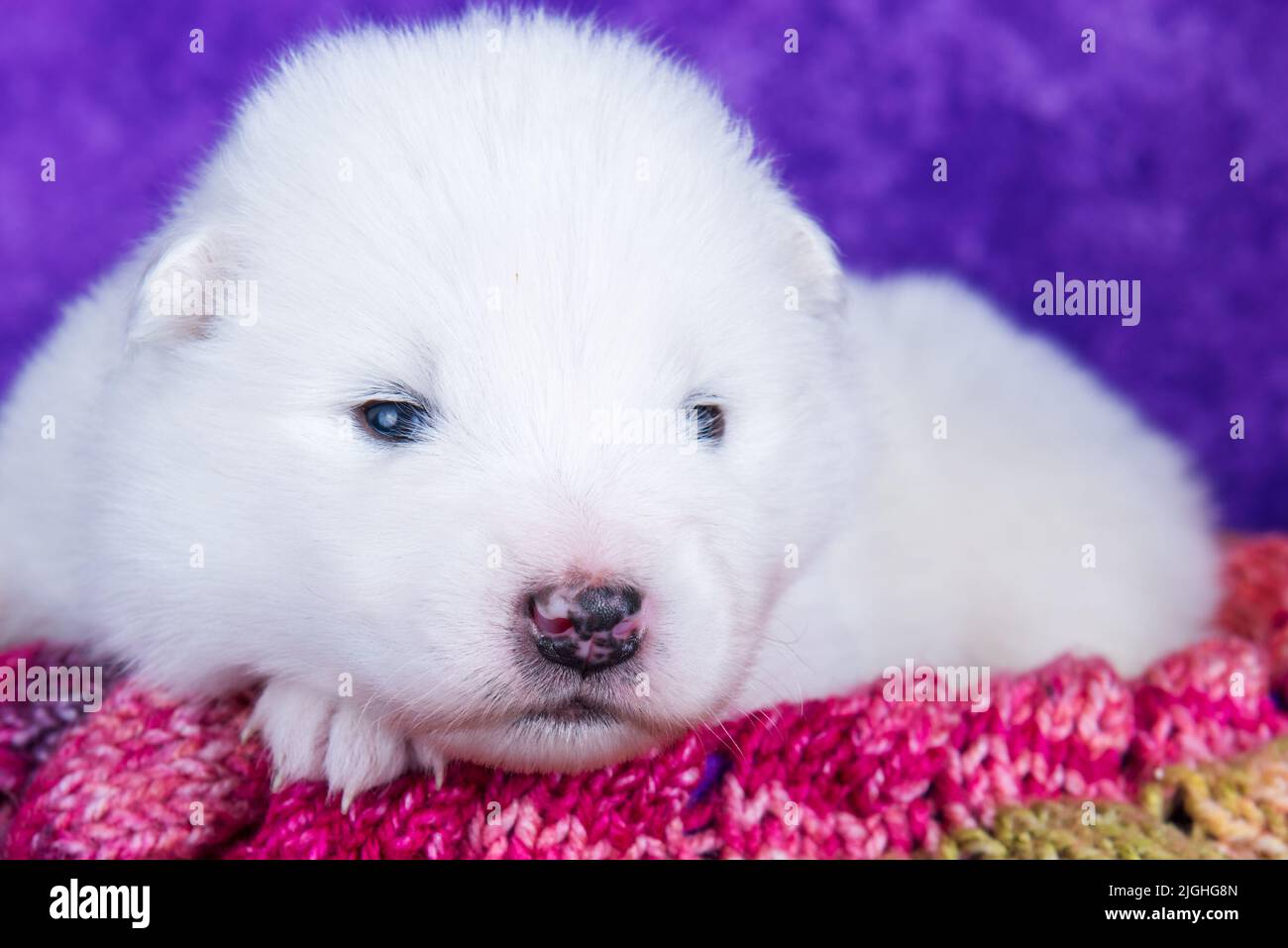 Puppy in gift box hi-res stock photography and images - Alamy