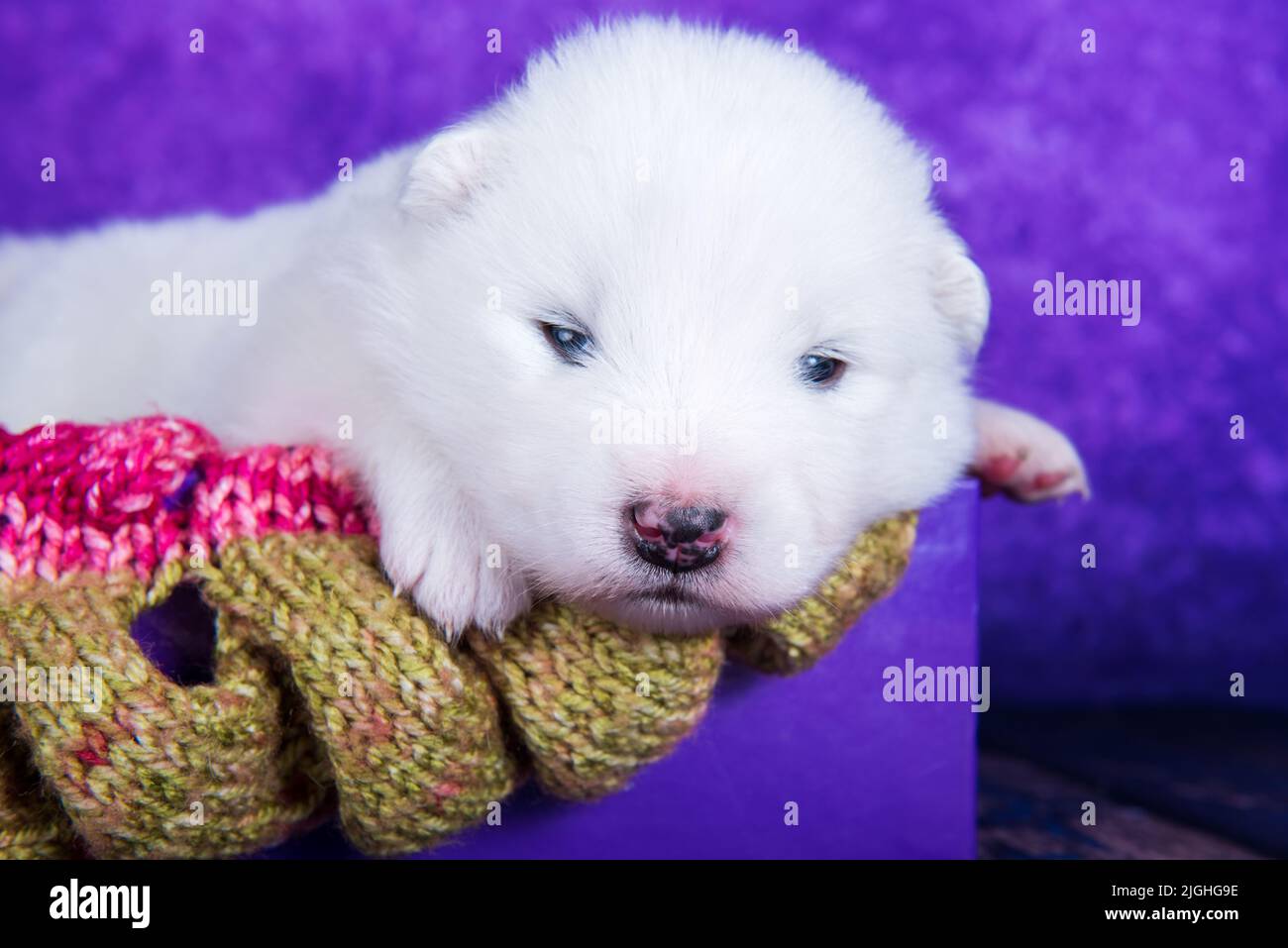 White fluffy small Samoyed puppy dog in a gift box Stock Photo - Alamy