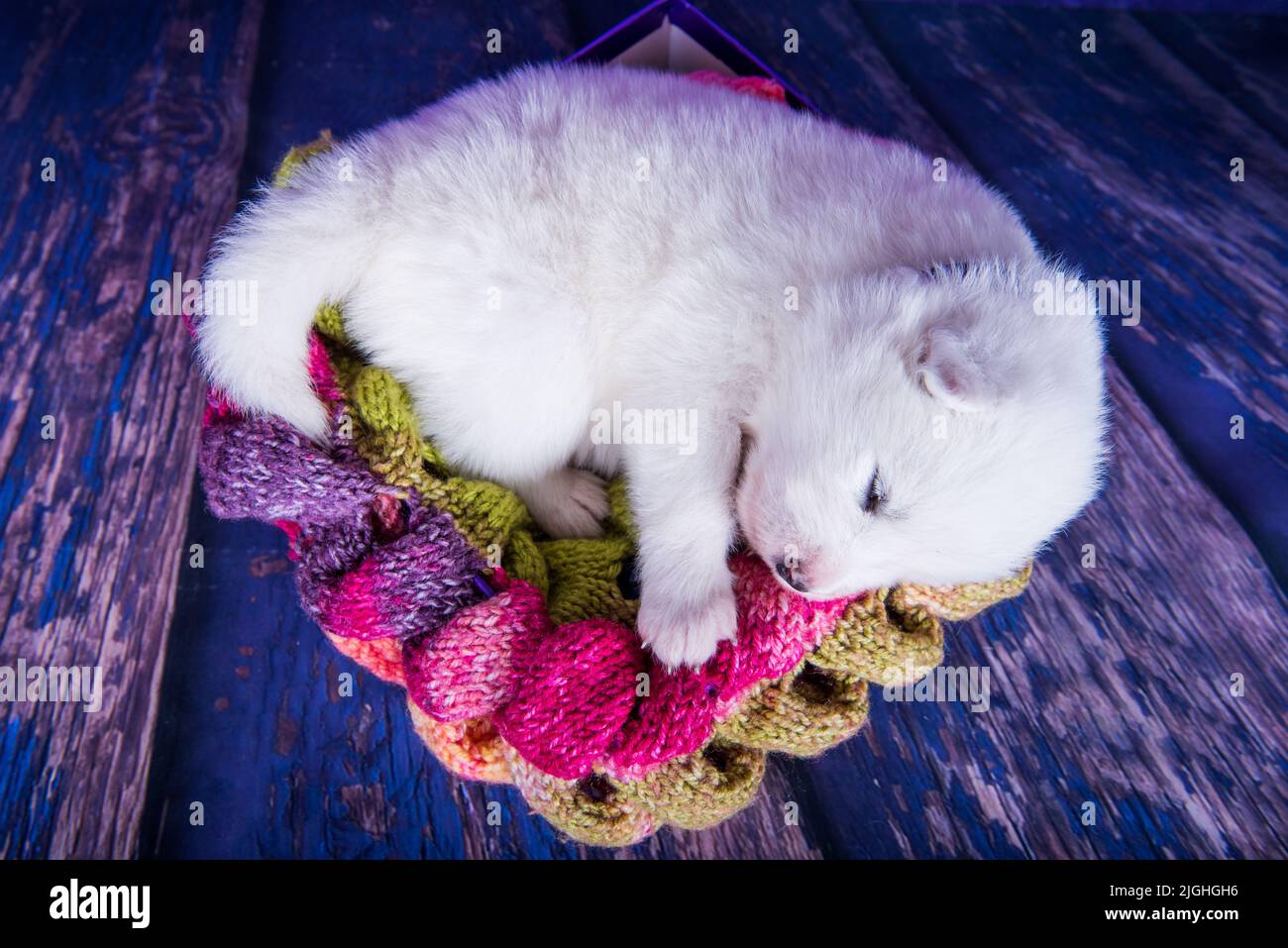White fluffy small Samoyed puppy dog in a gift box Stock Photo - Alamy