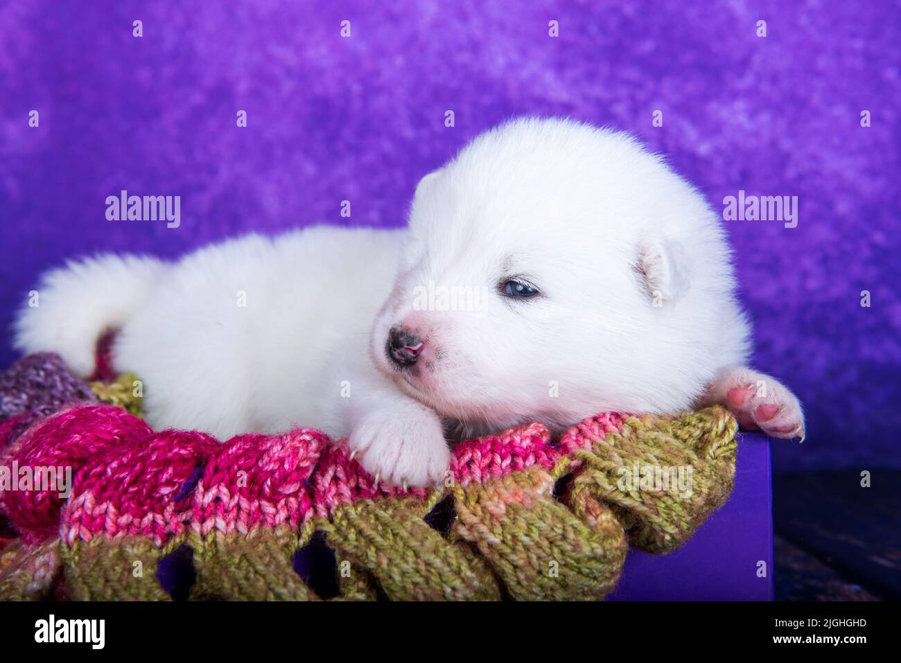 White fluffy small Samoyed puppy dog in a gift box Stock Photo - Alamy