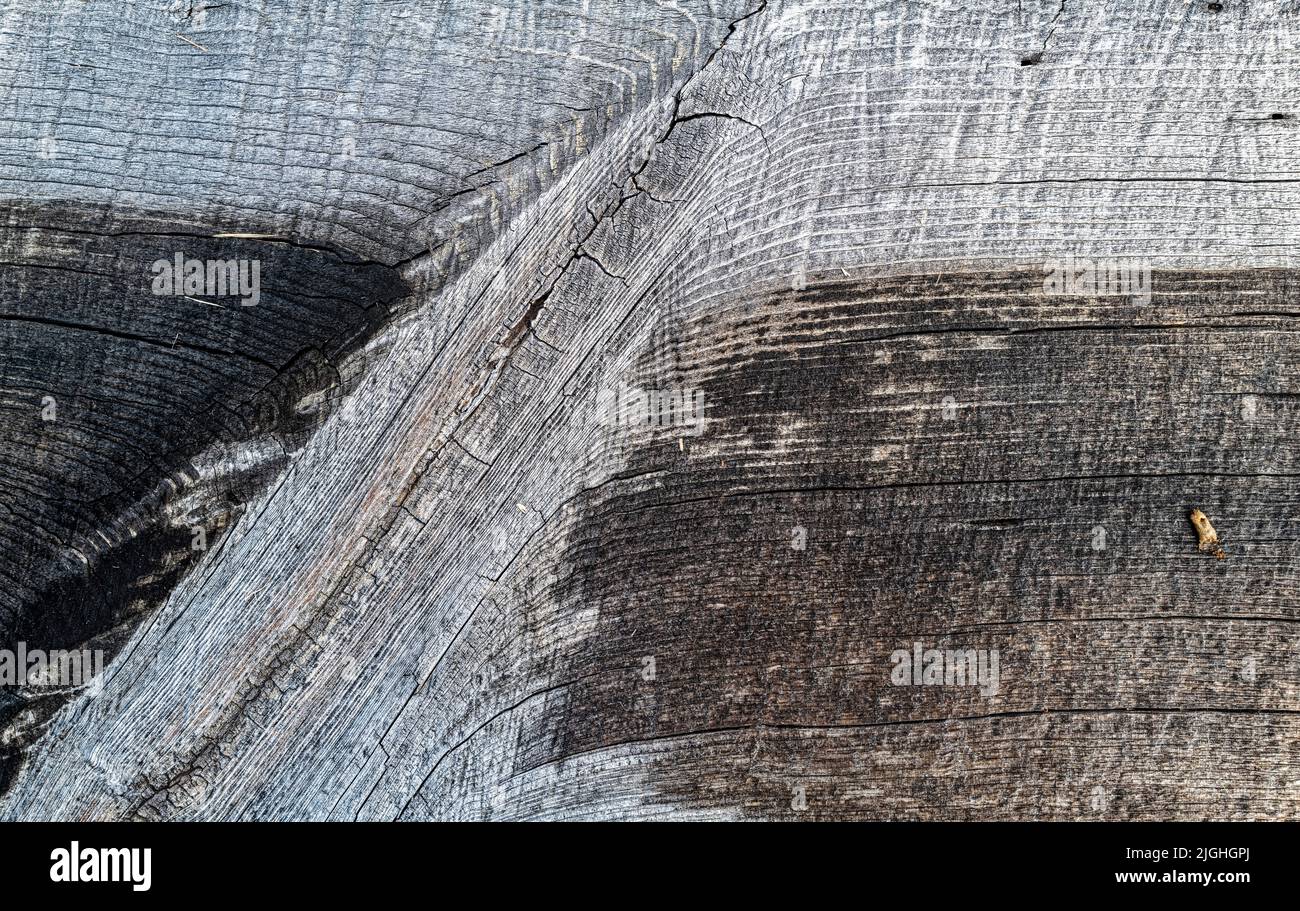 The wood grain detail on the cut surface of a tree stump Stock Photo ...