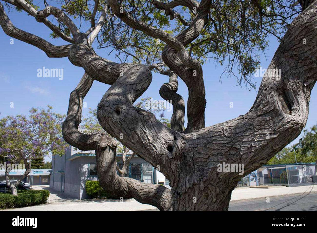Odd shaped tree trunk hi-res stock photography and images - Alamy