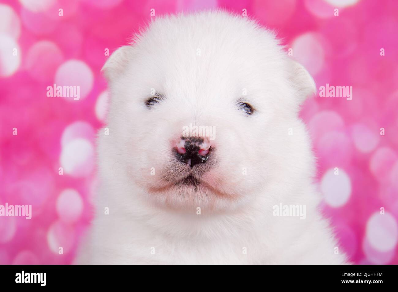 White fluffy small Samoyed puppy close up Stock Photo - Alamy