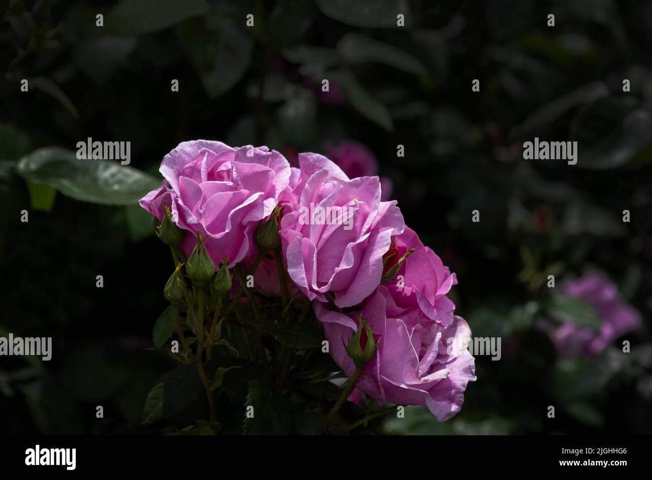 Rosa Lucky a repeat flowering Floribunda shrub rose growing in a garden ...