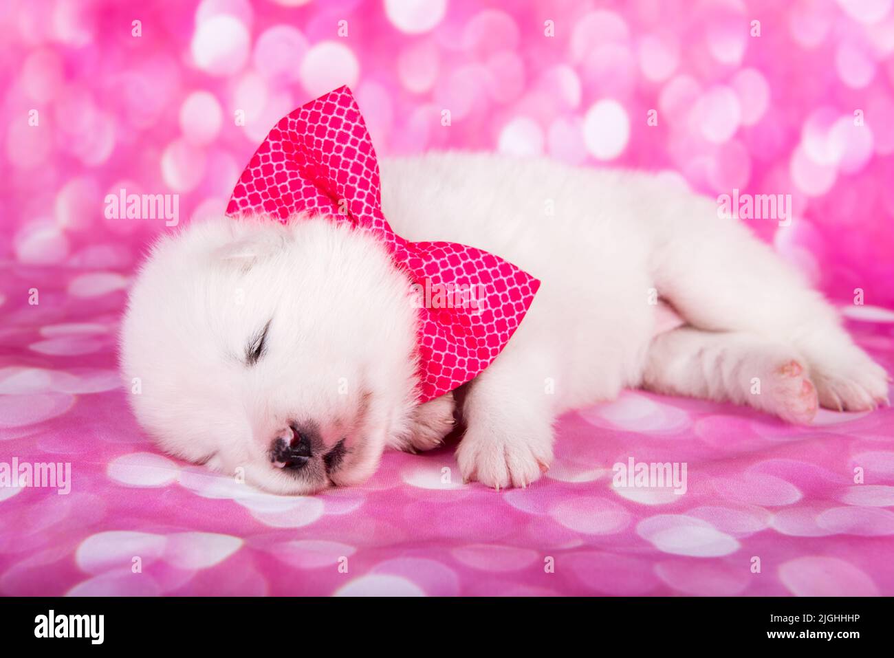 White fluffy small Samoyed puppy dog on pink background Stock Photo - Alamy
