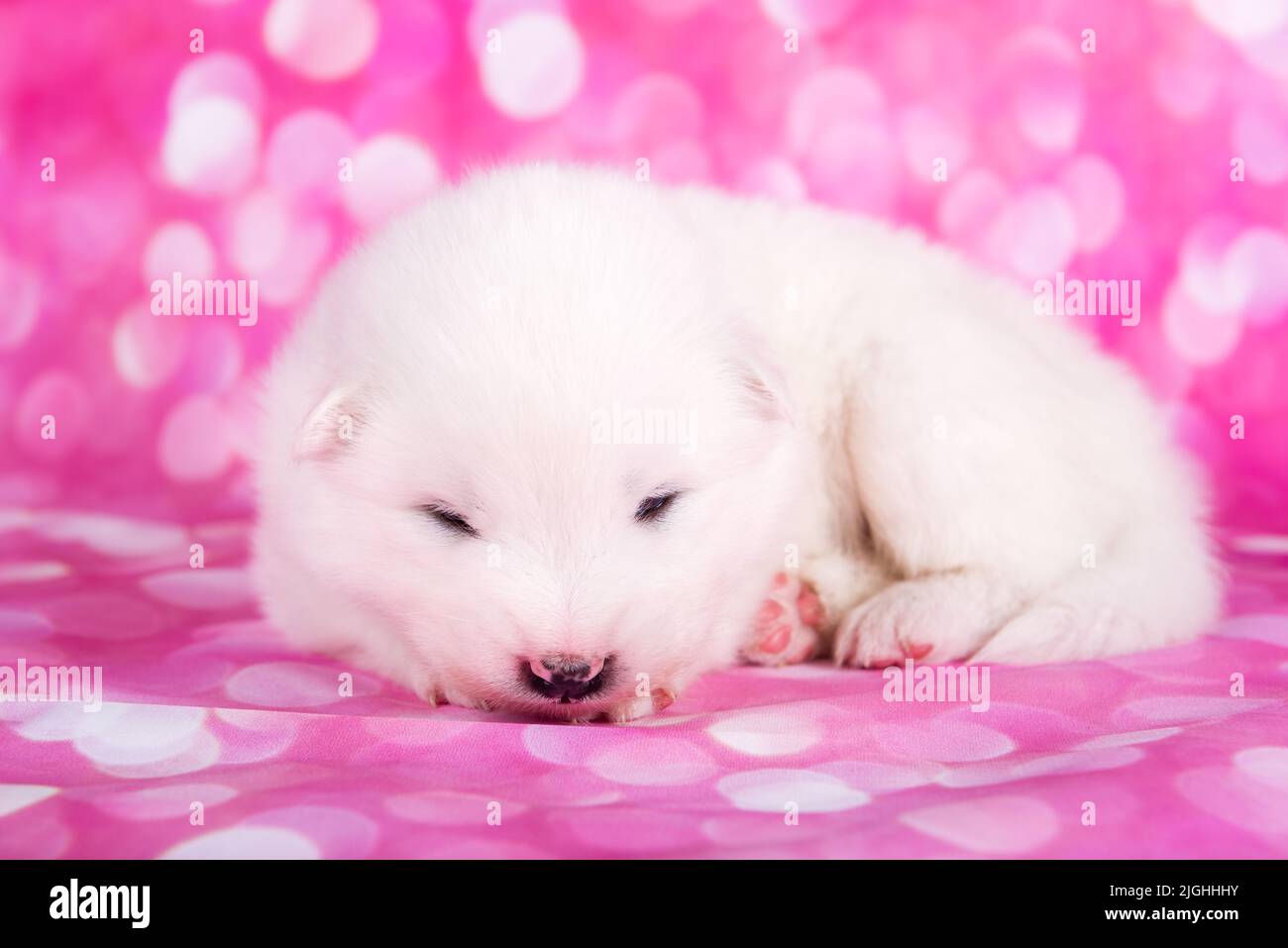 White fluffy small Samoyed puppy dog on pink background Stock Photo - Alamy
