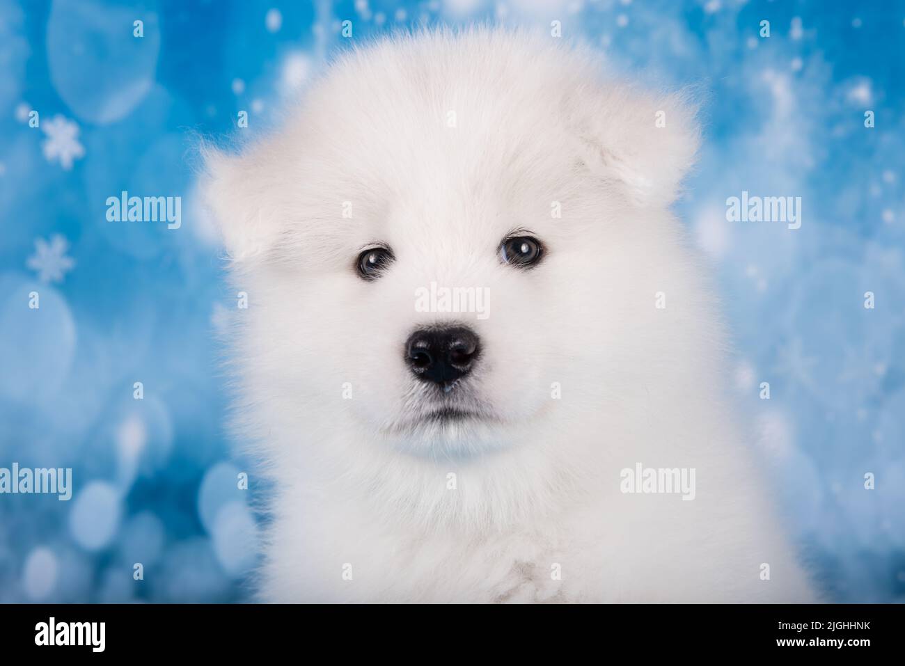White fluffy small Samoyed puppy dog muzzle close up Stock Photo - Alamy