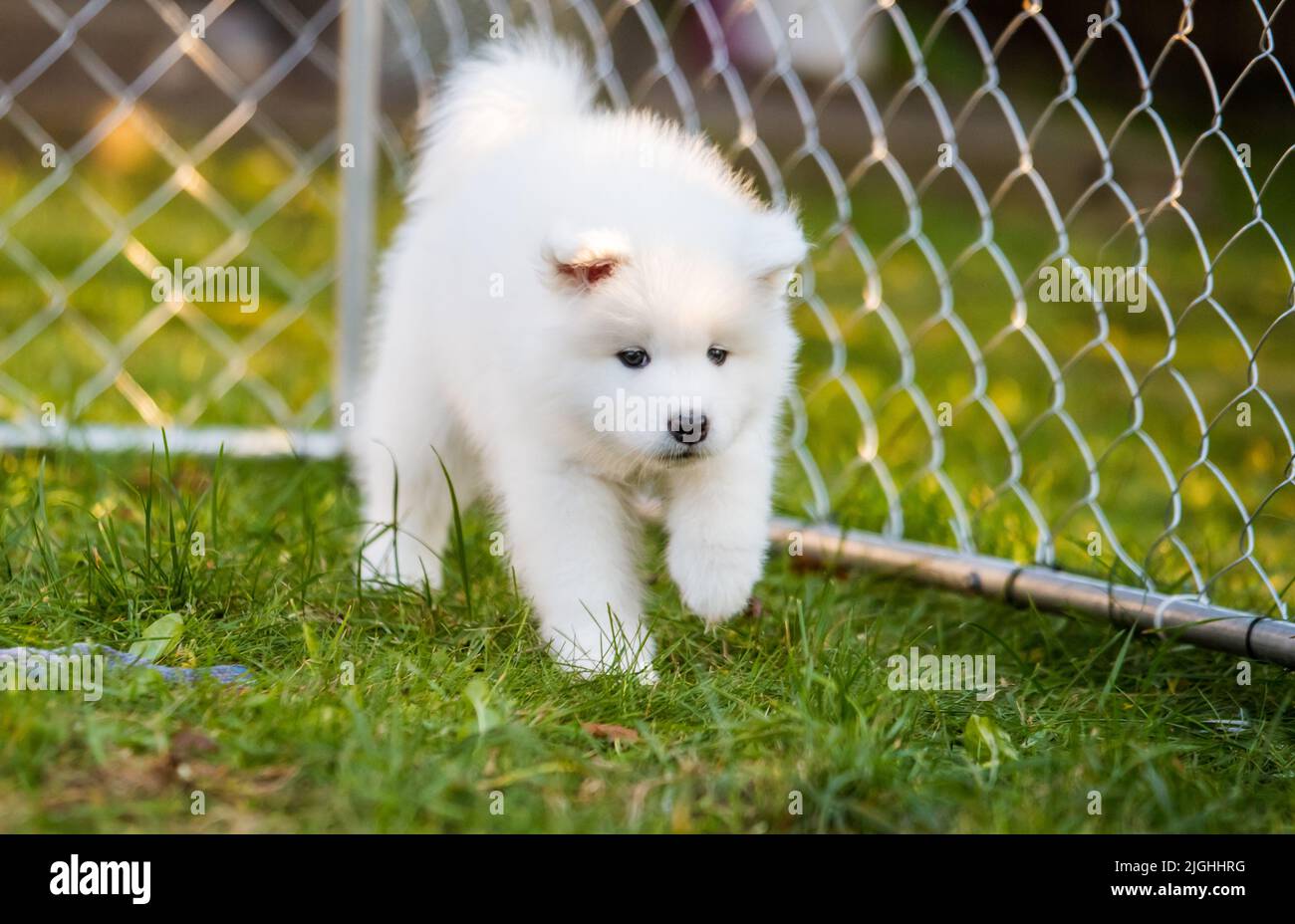 Samoyed jumping hi-res stock photography and images - Alamy