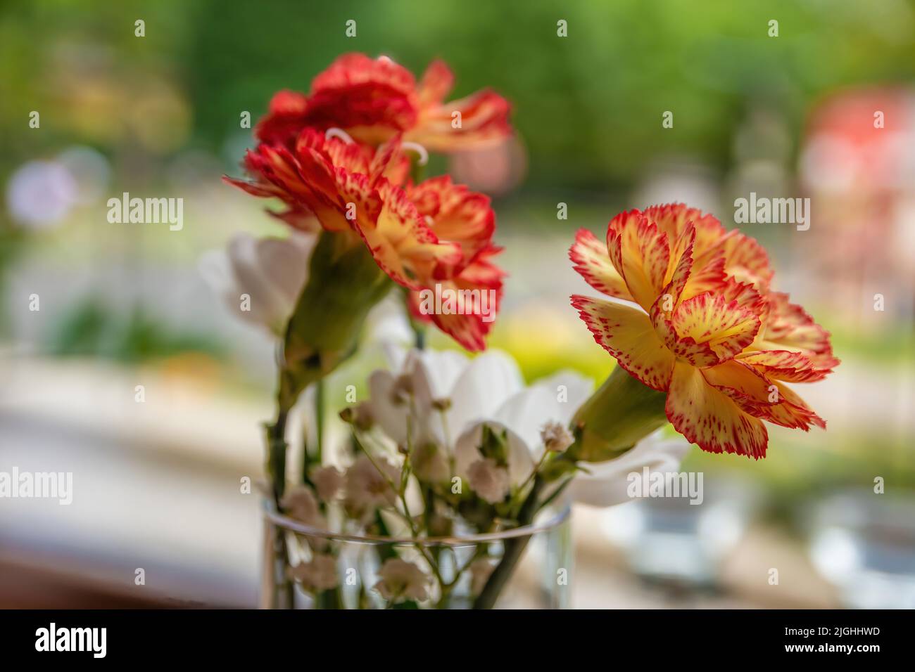 yellow orange carnations in summer in front of a window Stock Photo - Alamy
