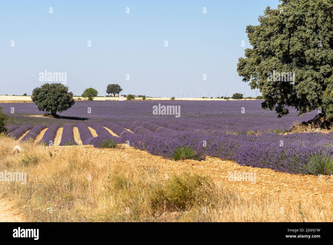 Lavender fields spain hi-res stock photography and images - Alamy